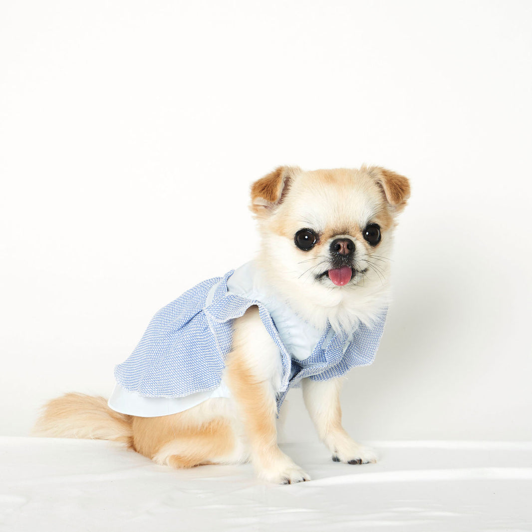 KINO meets dog ONLINE STORE