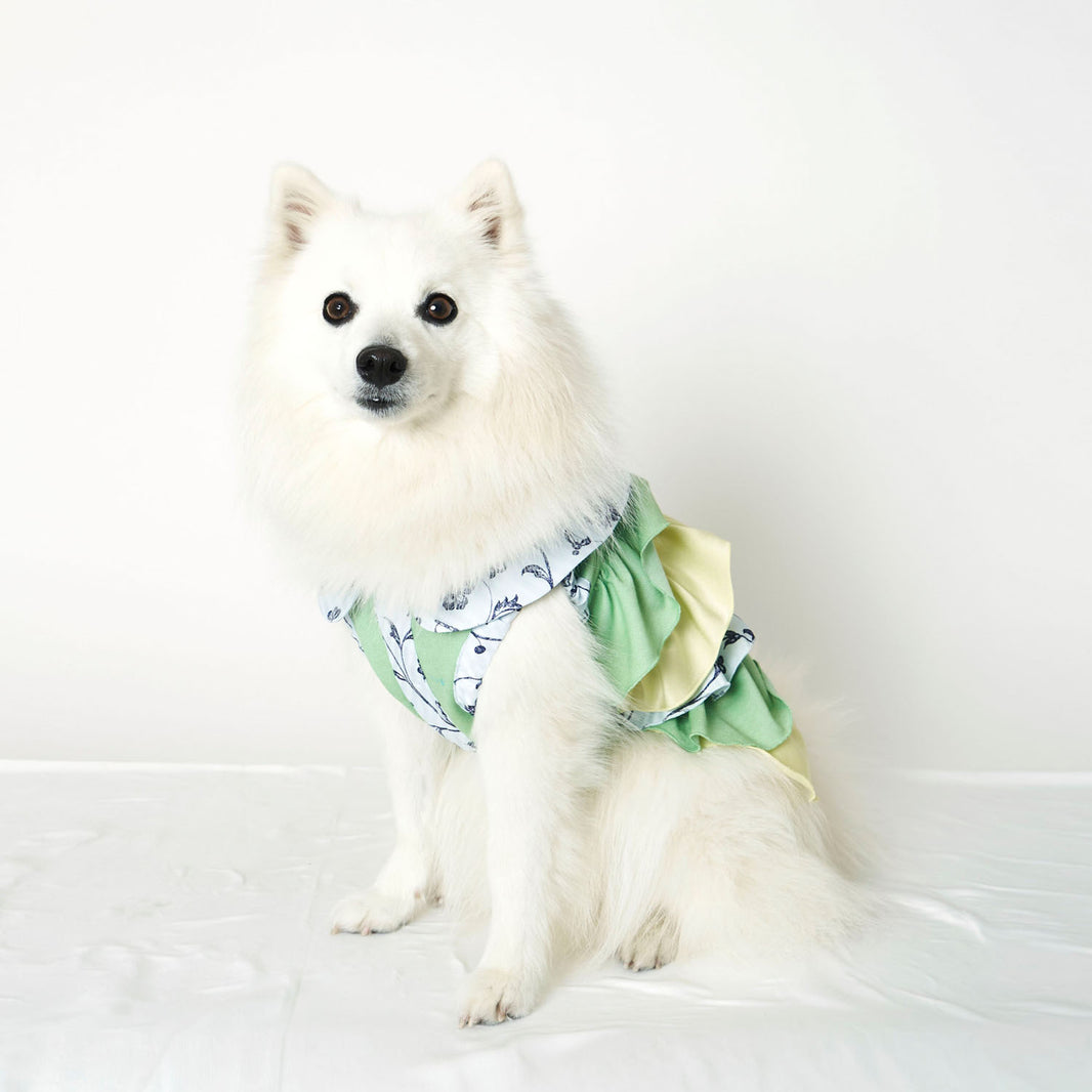 KINO meets dog ONLINE STORE